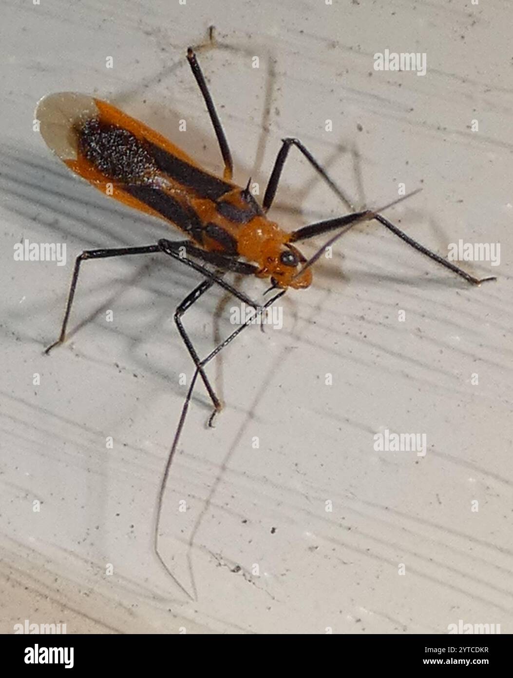 Red Bull Assassin Bug (Repipta taurus Stock Photo - Alamy