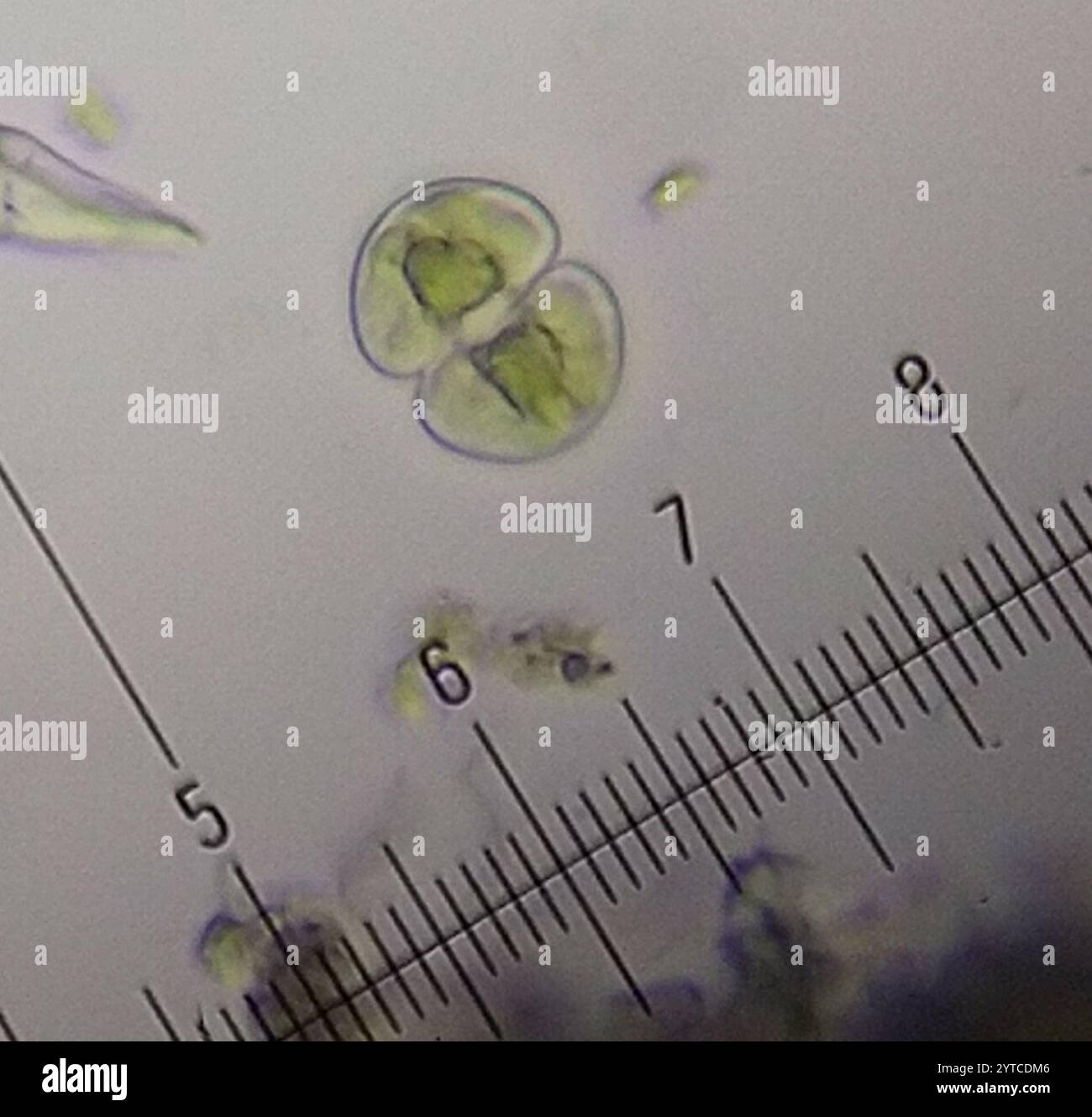 Cosmarium hi-res stock photography and images - Alamy