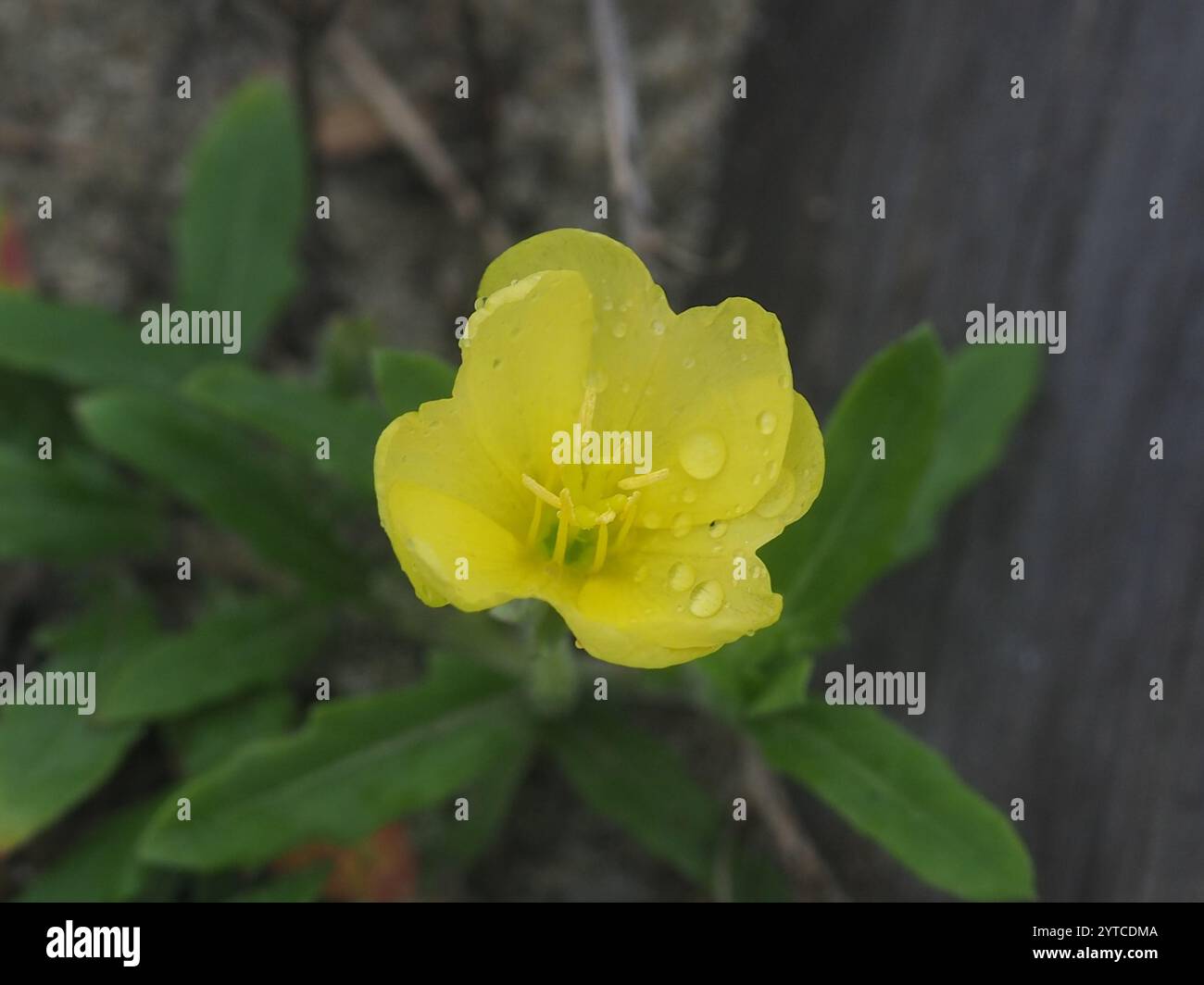 cutleaf evening primrose (Oenothera laciniata Stock Photo - Alamy