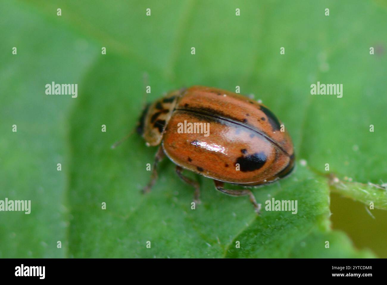 Larch Lady Beetle (Aphidecta obliterata Stock Photo - Alamy