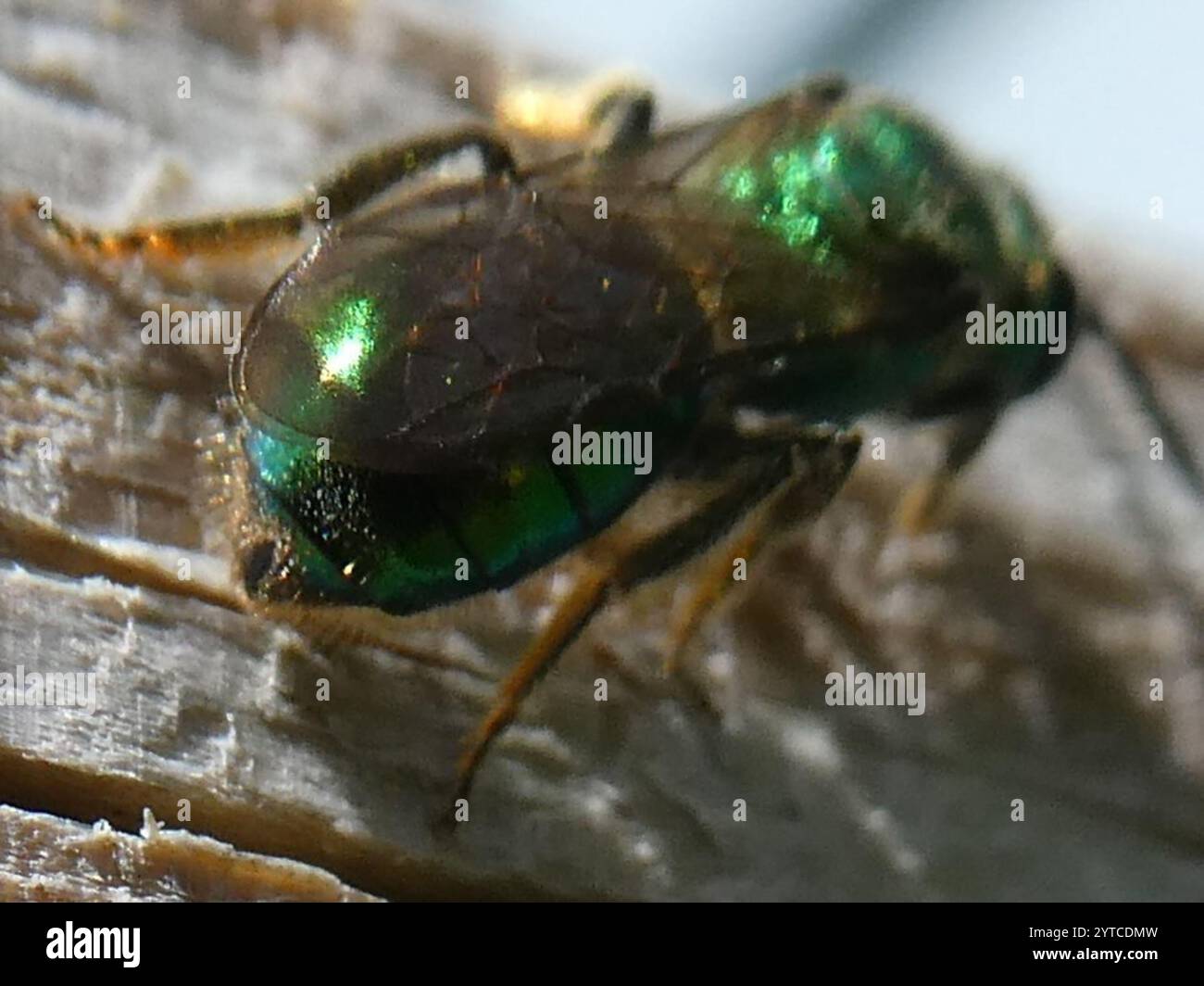 Augochlora pura hi-res stock photography and images - Alamy