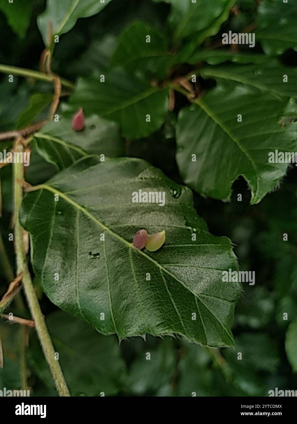 Beech Gall Midge (Mikiola fagi Stock Photo - Alamy