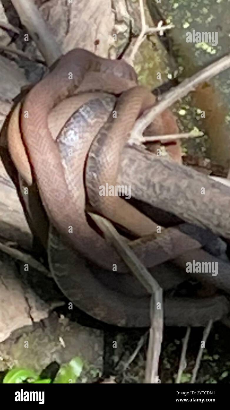 Northern Watersnake (Nerodia sipedon sipedon Stock Photo - Alamy