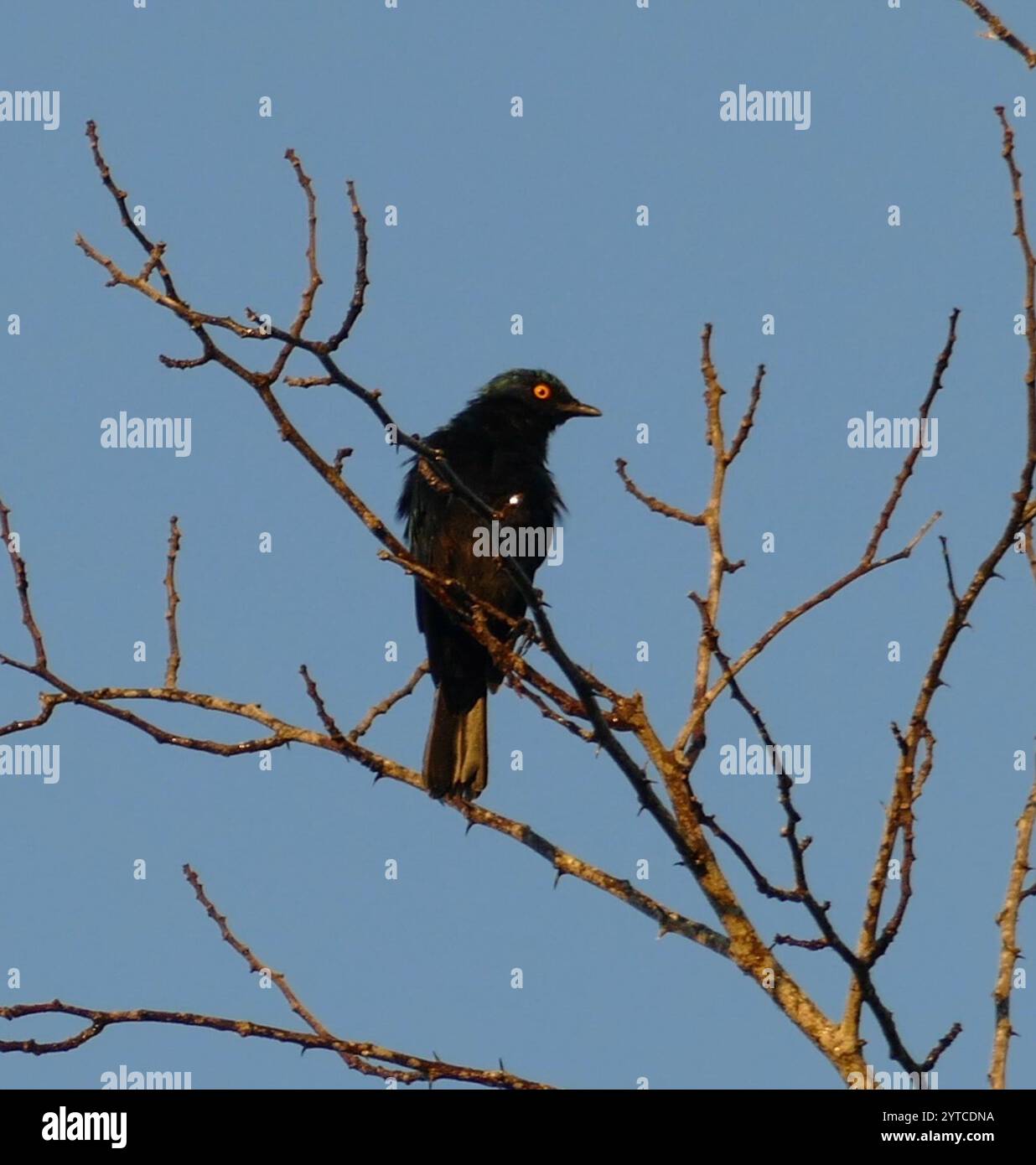 Black-bellied Starling (Notopholia corusca Stock Photo - Alamy