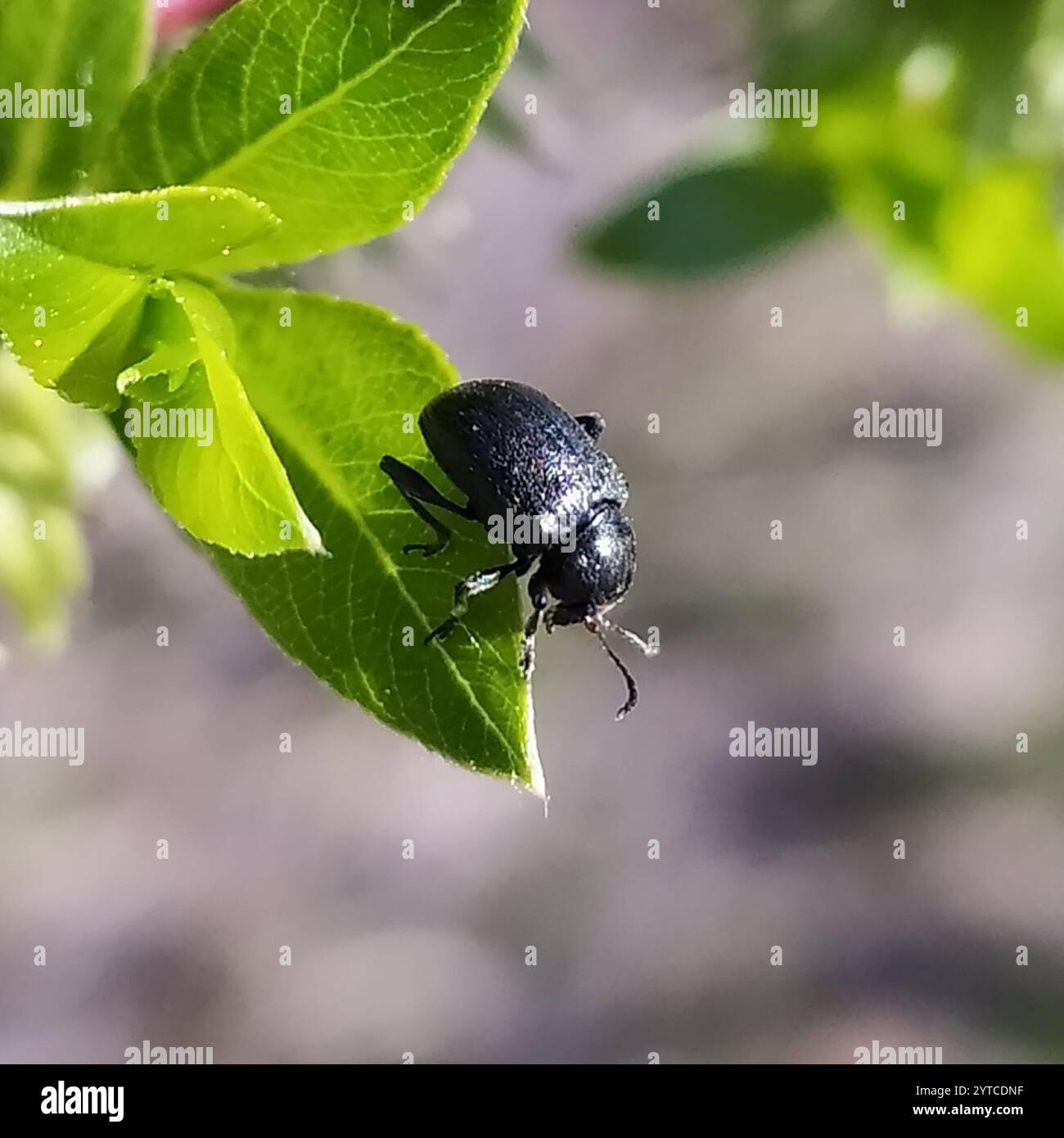 Western Grape Rootworm (Bromius obscurus Stock Photo - Alamy