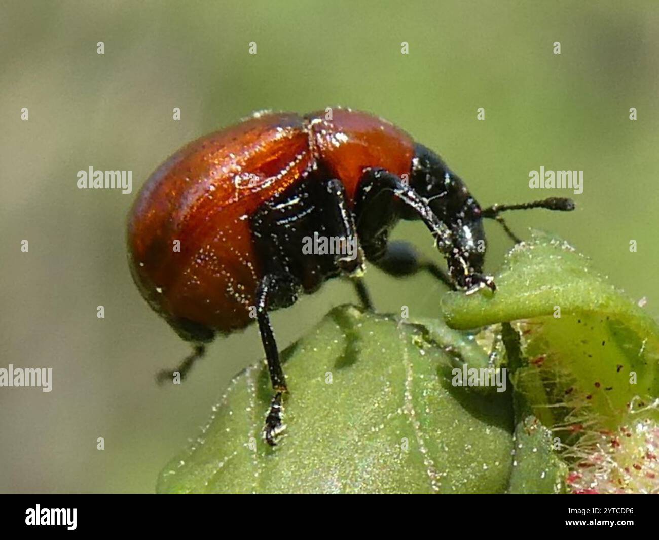 Leaf-rolling Weevils (Attelabidae Stock Photo - Alamy