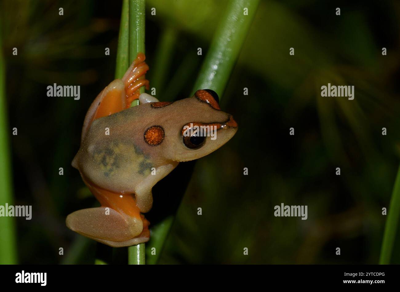 argus reed frog (Hyperolius argus Stock Photo - Alamy