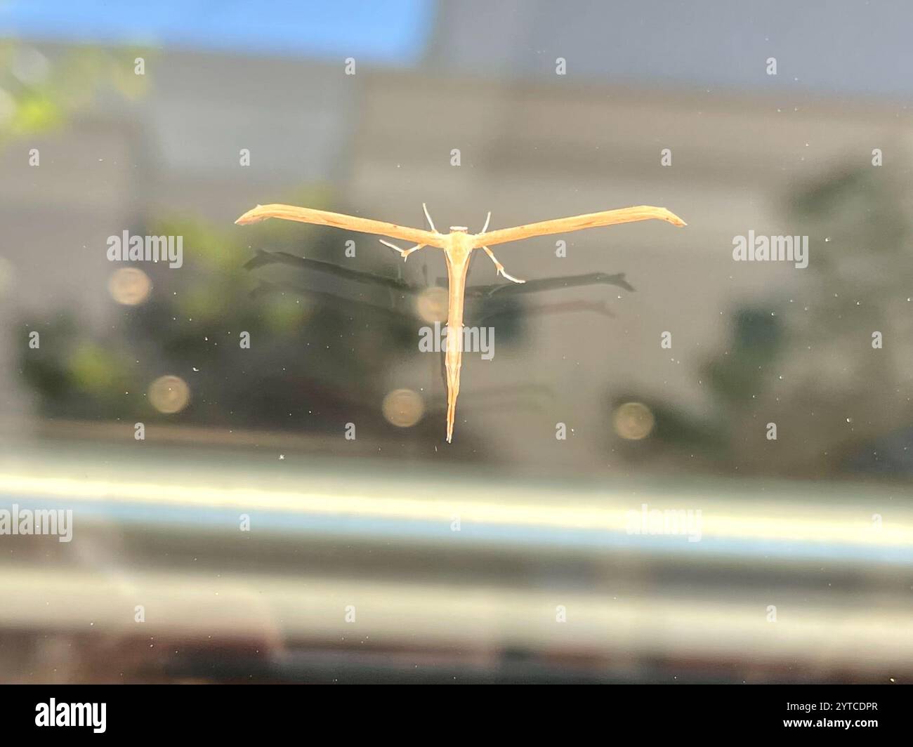 Morning-glory Plume Moth (Emmelina monodactyla Stock Photo - Alamy