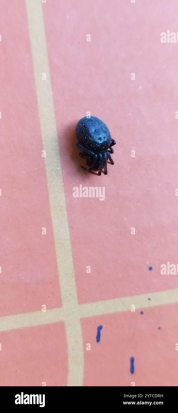 Rabbit Hutch Spider (Steatoda bipunctata Stock Photo - Alamy