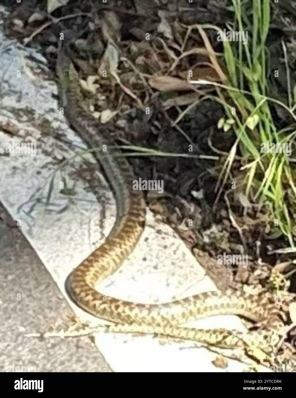 Pacific Gopher Snake (Pituophis catenifer catenifer Stock Photo - Alamy