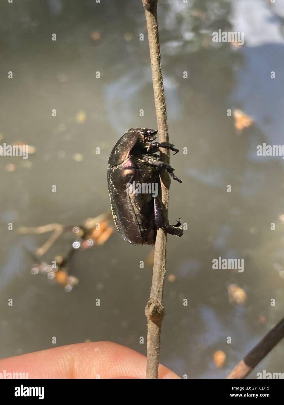 Copper Chafer (Protaetia cuprea Stock Photo - Alamy