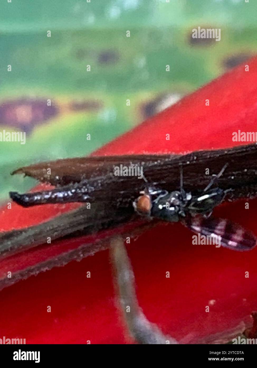 Banded-wing Flies (Chaetopsis Stock Photo - Alamy