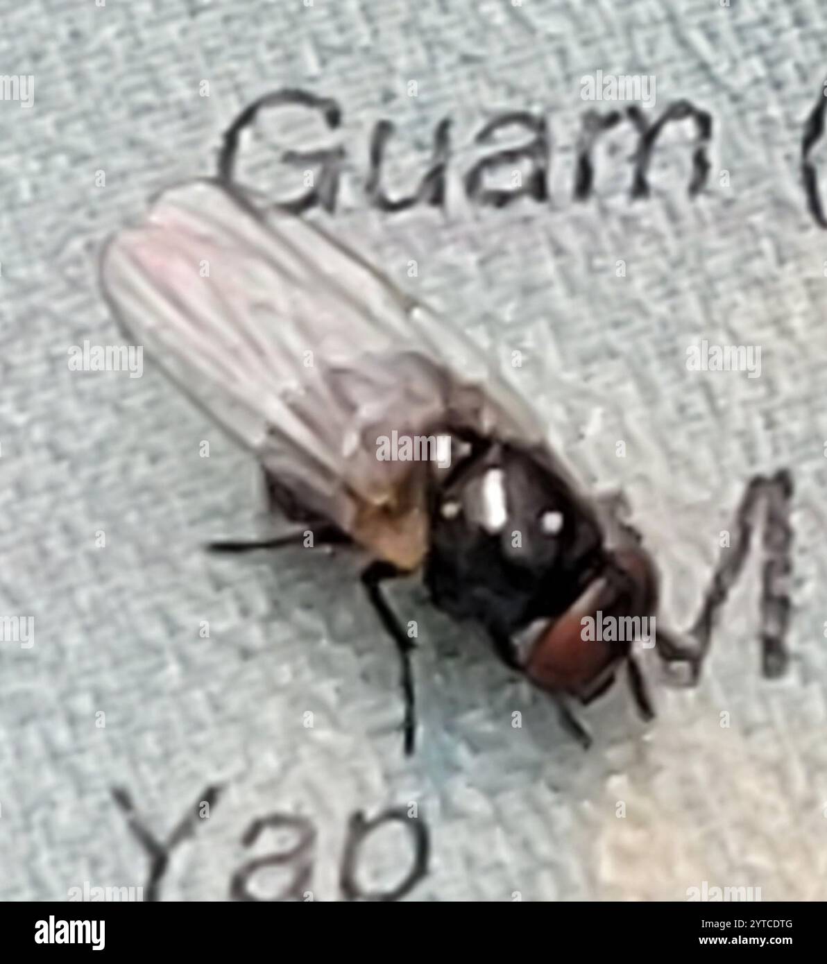 Lance Flies (Lonchaeidae Stock Photo - Alamy