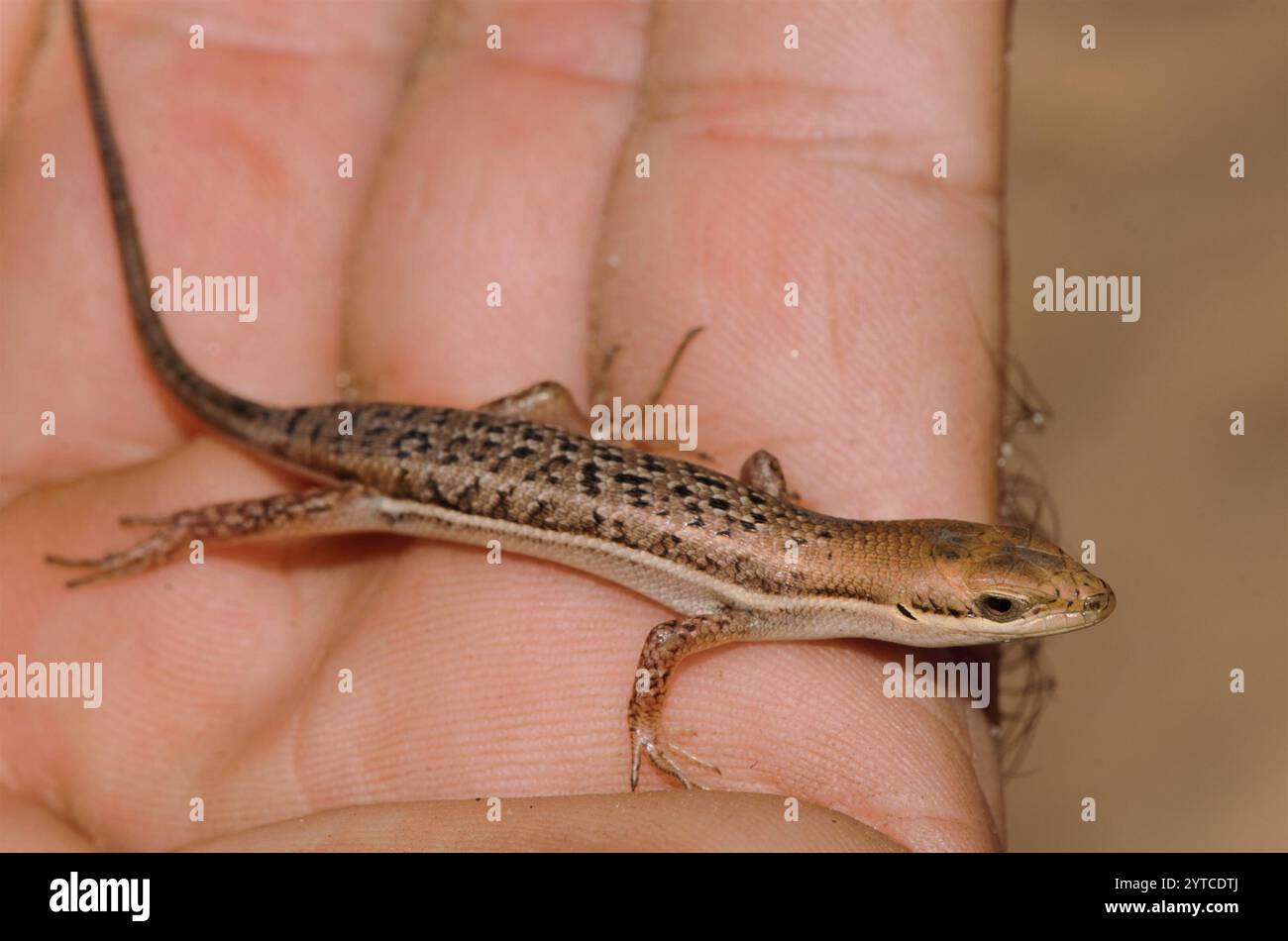 Variable Skink (Trachylepis varia Stock Photo - Alamy