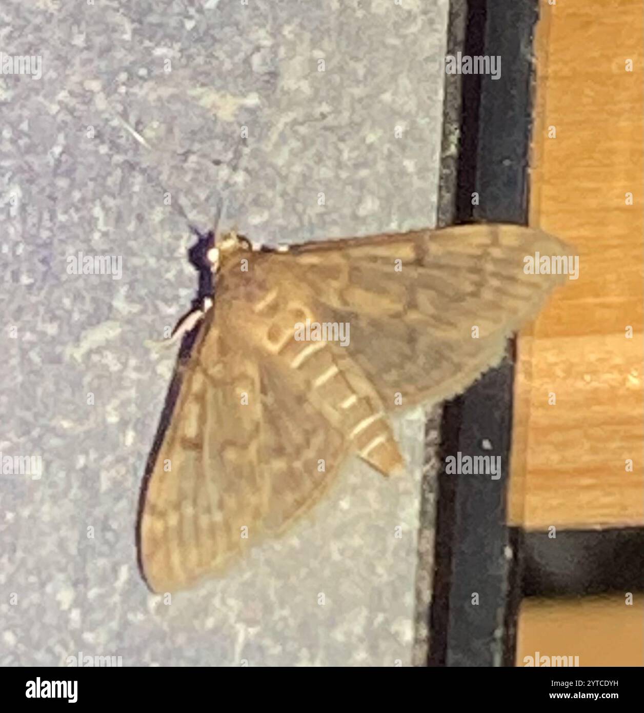 Pearl Moths (Spilomelinae Stock Photo - Alamy