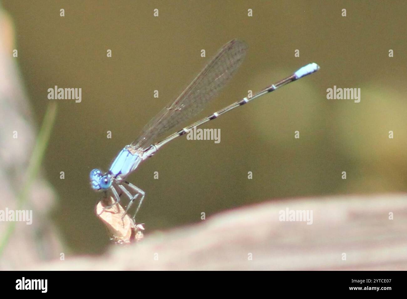 Argia apicalis hi-res stock photography and images - Alamy