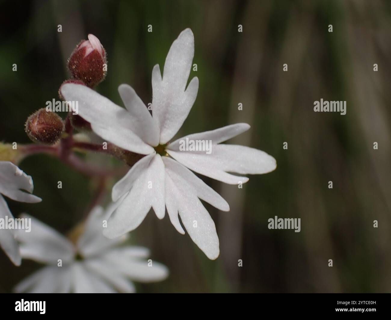 smallflower woodland star (Lithophragma parviflorum Stock Photo - Alamy