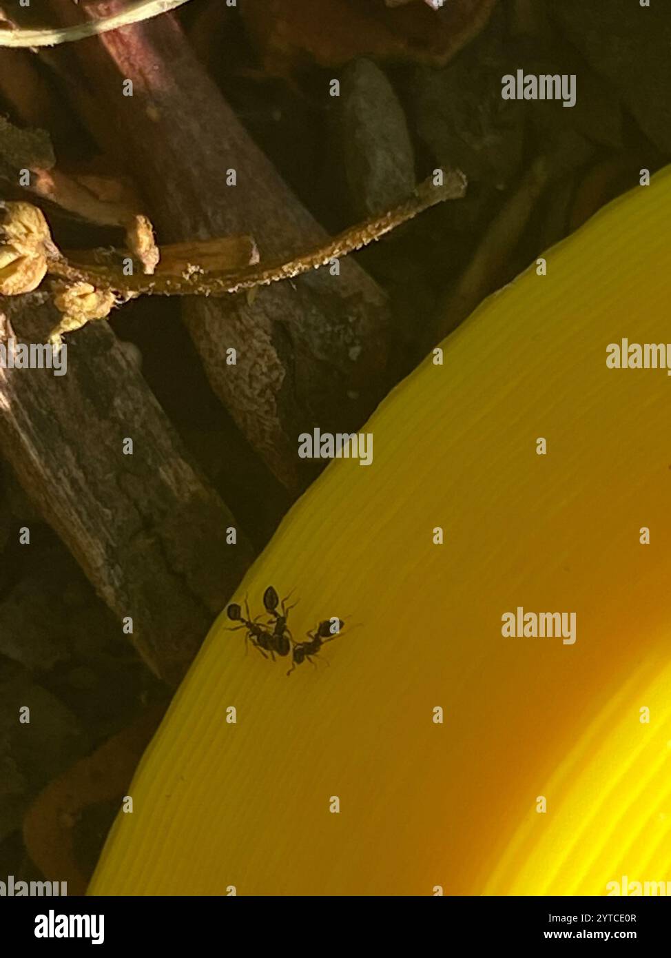 Common Trailing Ant (Monomorium minimum Stock Photo - Alamy