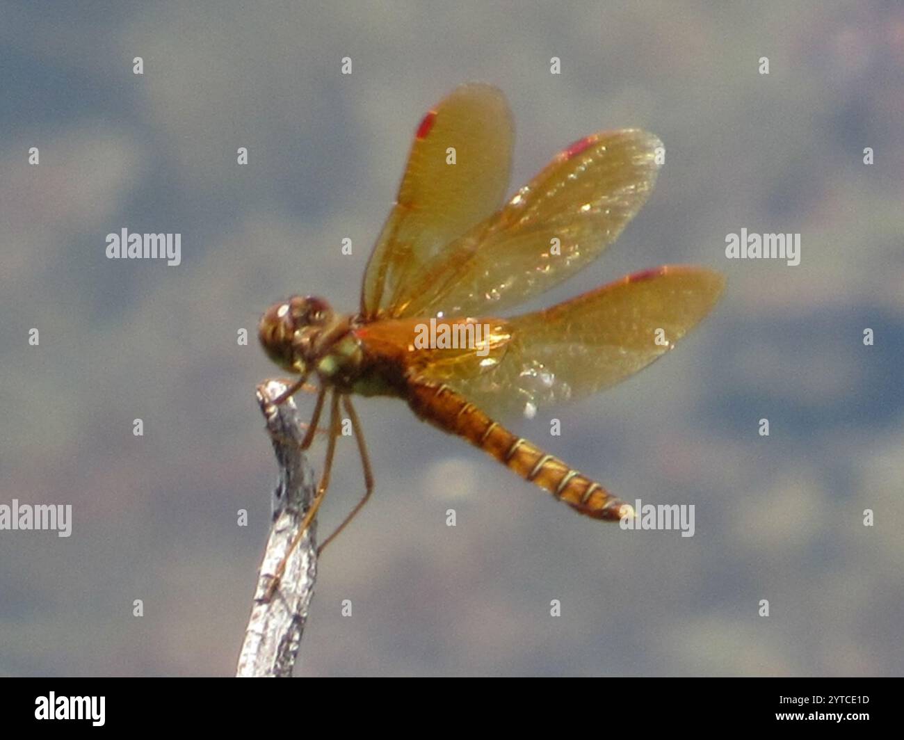 Eastern Amberwing (Perithemis tenera Stock Photo - Alamy