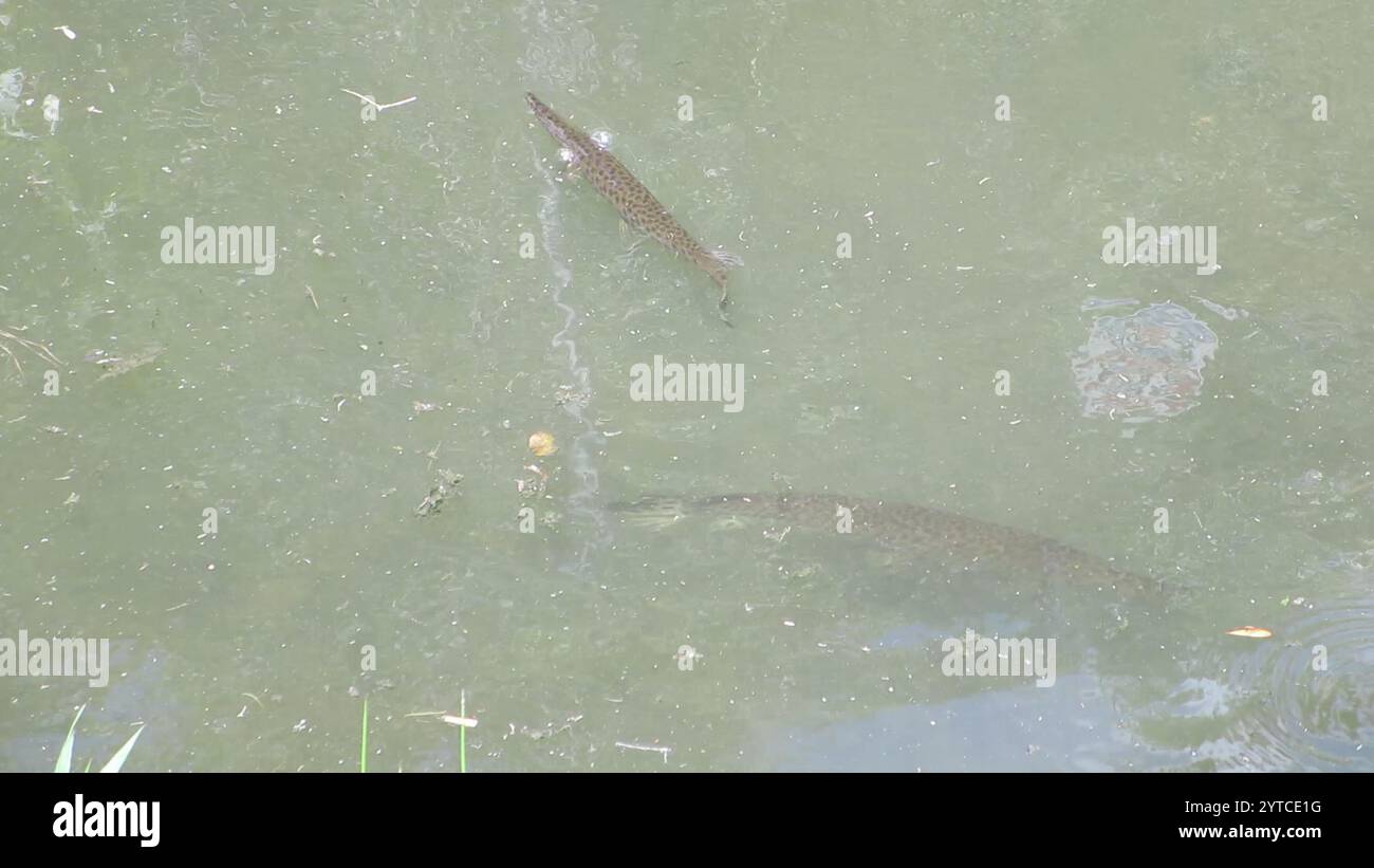 Florida Gar (Lepisosteus platyrhincus Stock Photo - Alamy