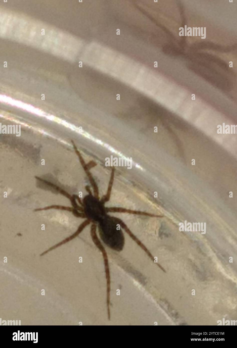 Rustic Wolf Spider (Trochosa ruricola Stock Photo - Alamy