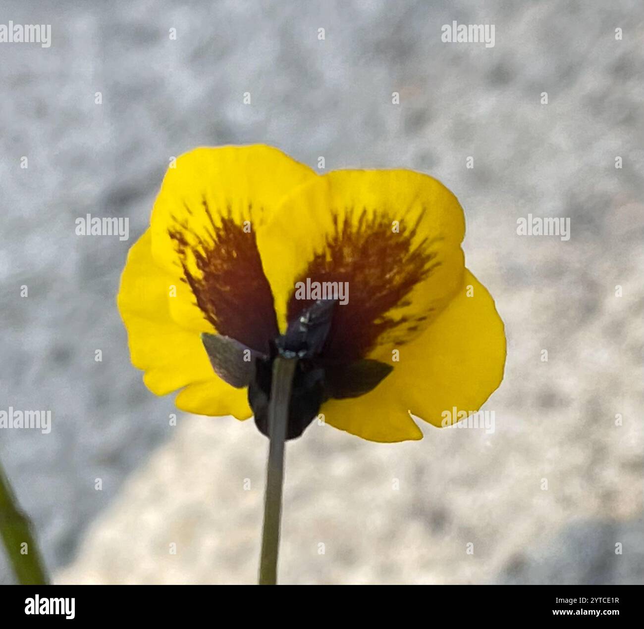 California Golden Violet (Viola pedunculata Stock Photo - Alamy