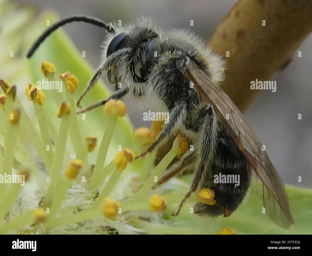 Mining Bees (Andrena Stock Photo - Alamy