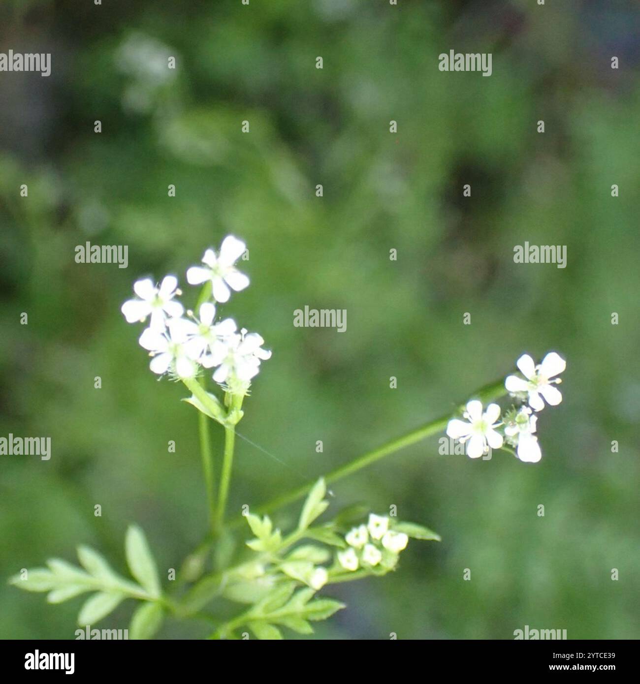 common hedge parsley (Torilis arvensis Stock Photo - Alamy