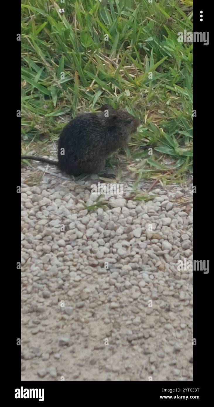 Hispid cotton rat sigmodon hispidus hi-res stock photography and images ...