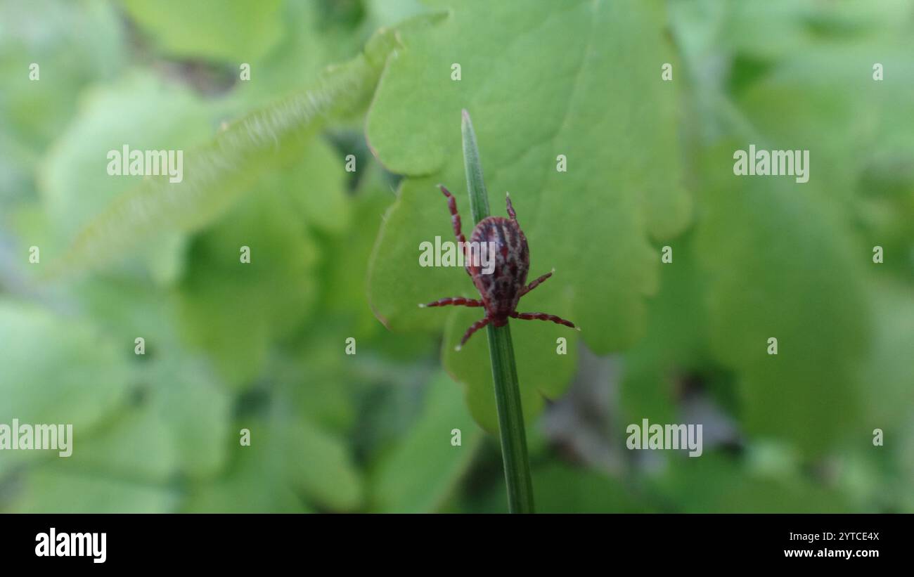 Ornate Cow Tick (Dermacentor reticulatus Stock Photo - Alamy