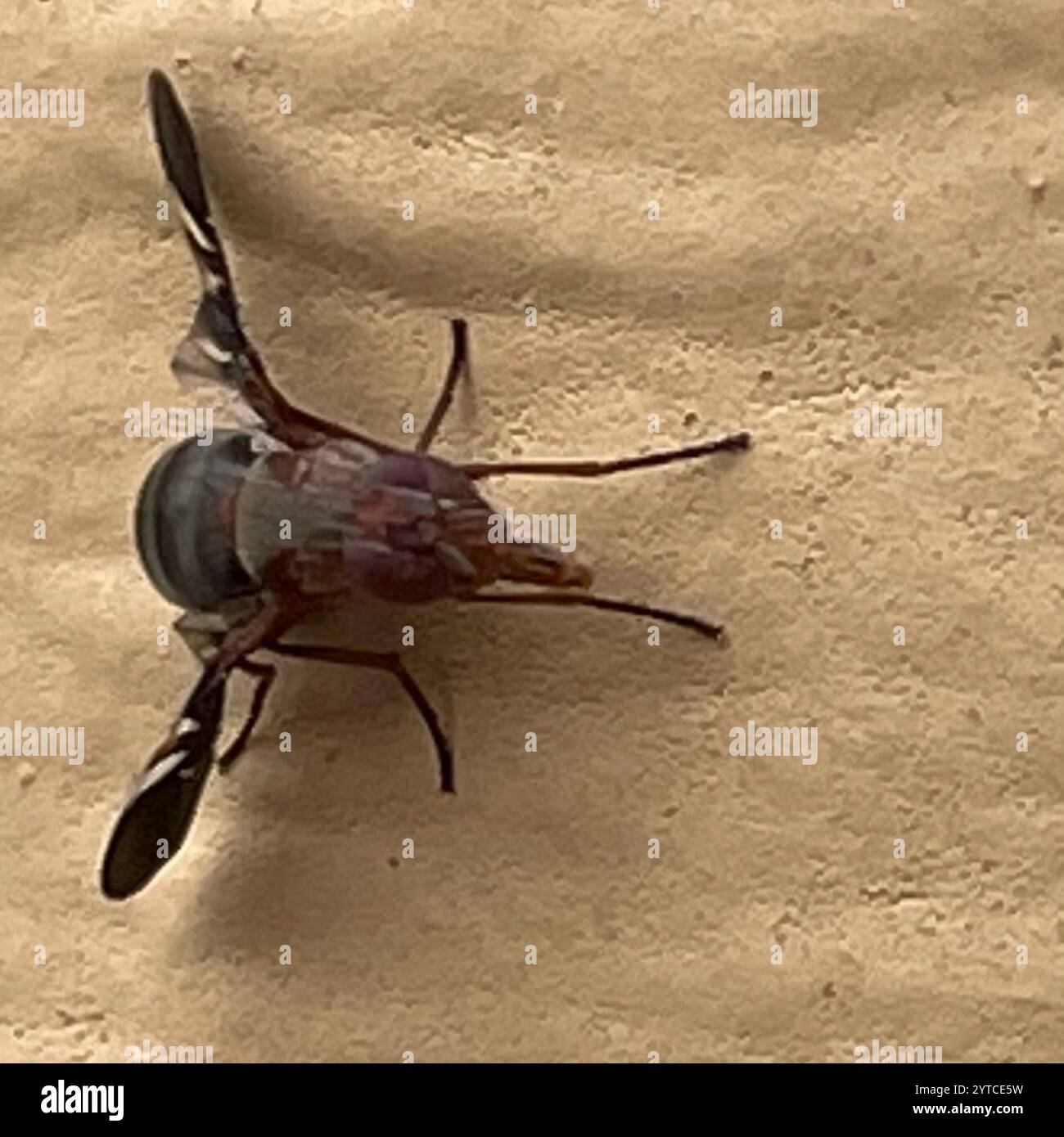 Common Picture-winged Fly (Delphinia picta Stock Photo - Alamy