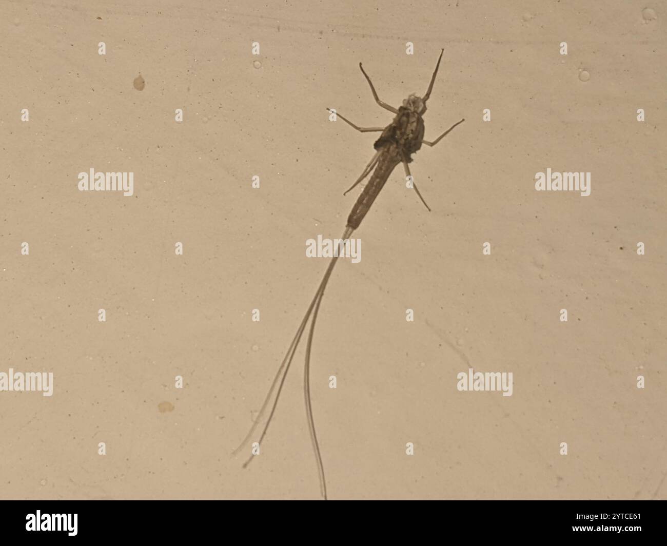 Small Mayflies (Baetidae Stock Photo - Alamy