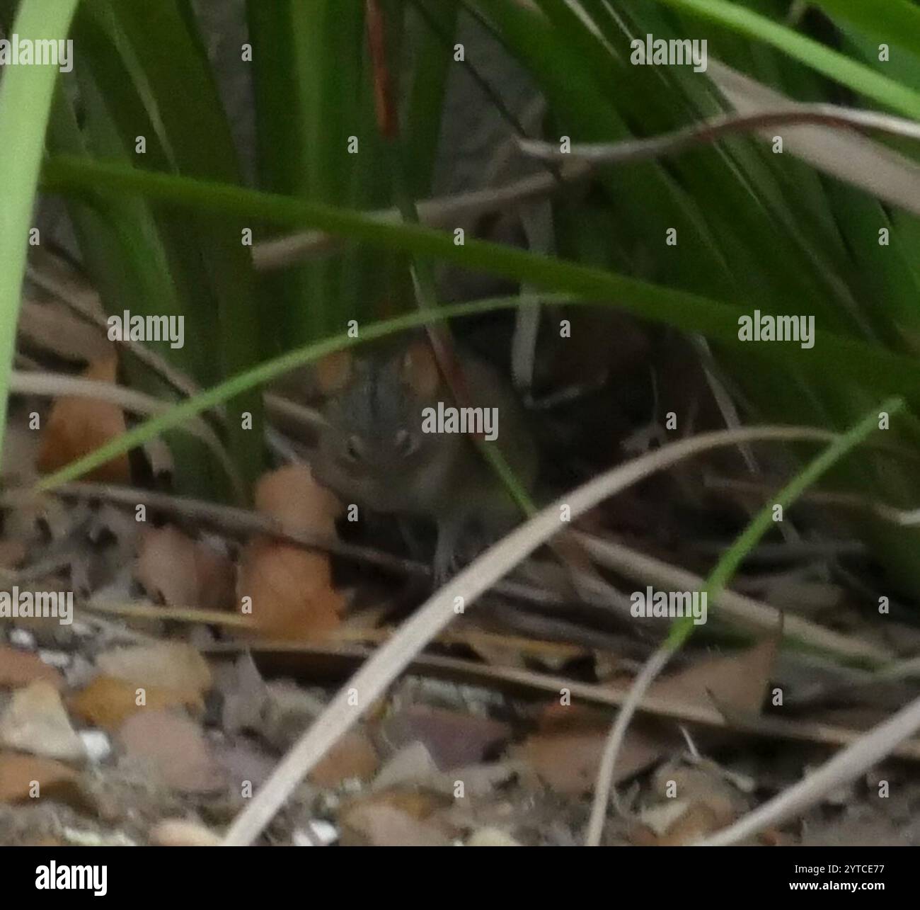 Cape Four-striped Grass Mouse (Rhabdomys pumilio Stock Photo - Alamy