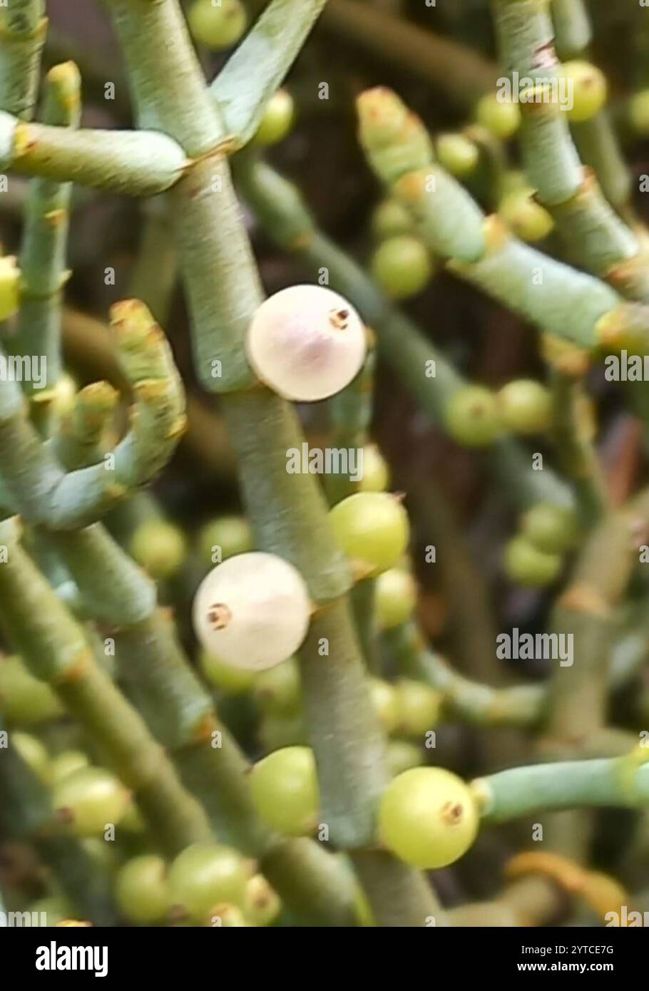 Cape Mistletoe (Viscum capense Stock Photo - Alamy