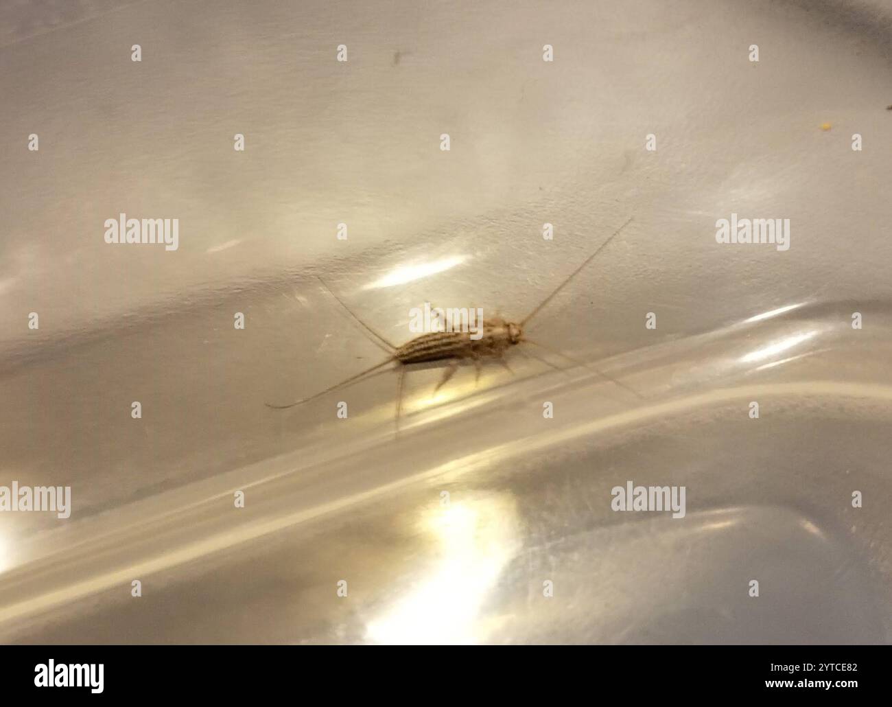 Ctenolepisma lineatum hi-res stock photography and images - Alamy