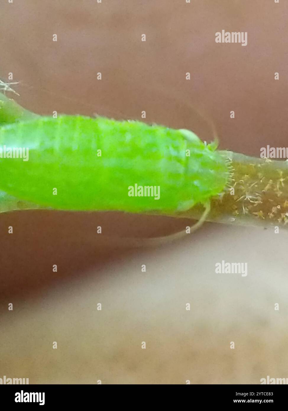 True Bugs, Hoppers, Aphids, and allies (Hemiptera Stock Photo - Alamy