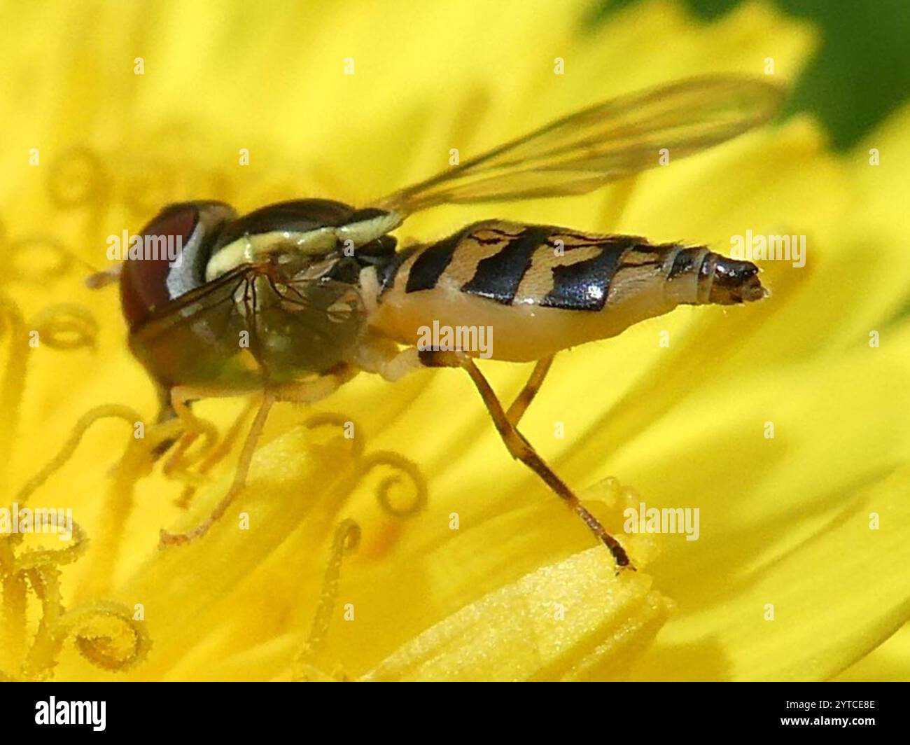Eastern Calligrapher (Toxomerus geminatus Stock Photo - Alamy