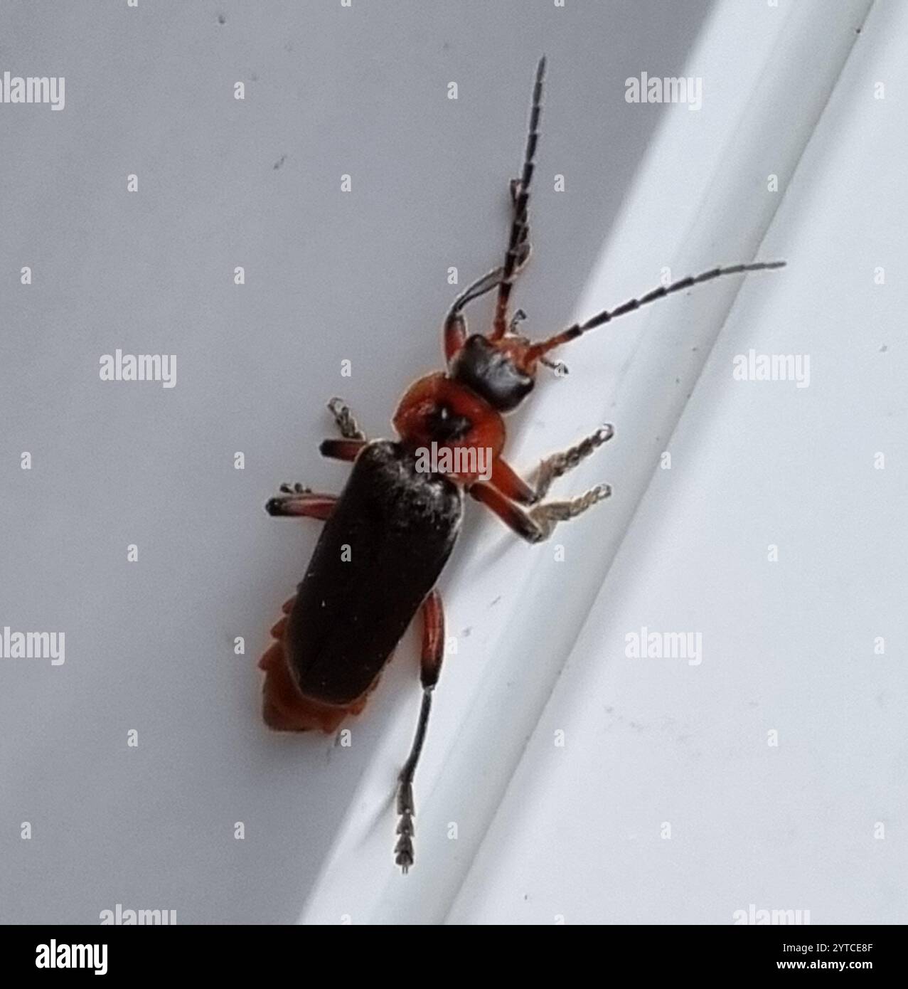 Rustic Sailor Beetle (Cantharis rustica Stock Photo - Alamy