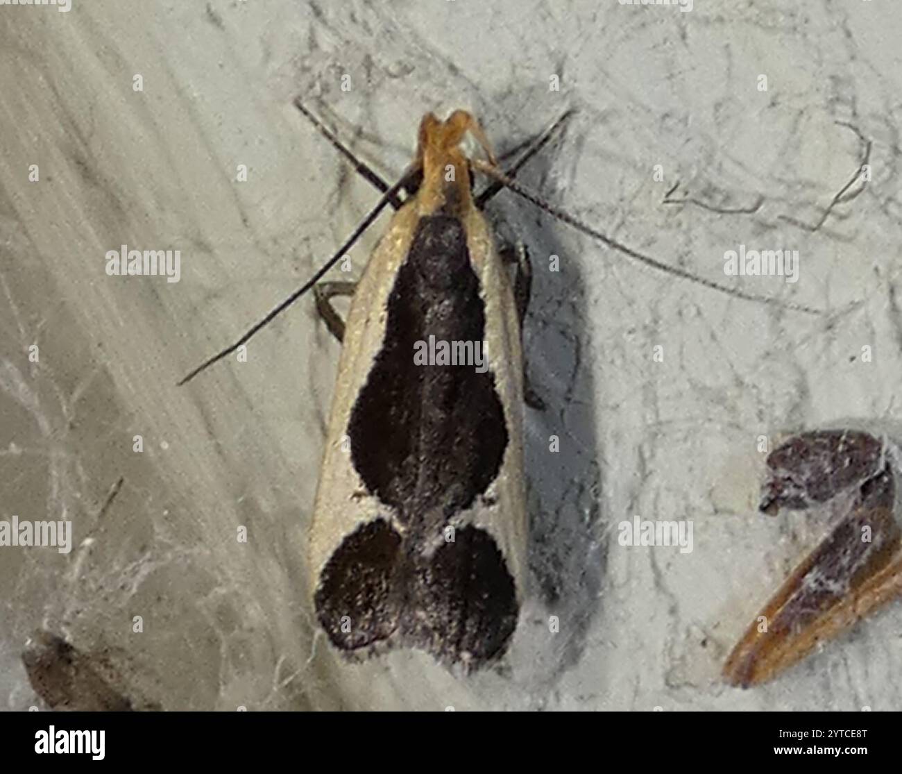 Cream-edged Dichomeris Moth (Dichomeris flavocostella Stock Photo - Alamy