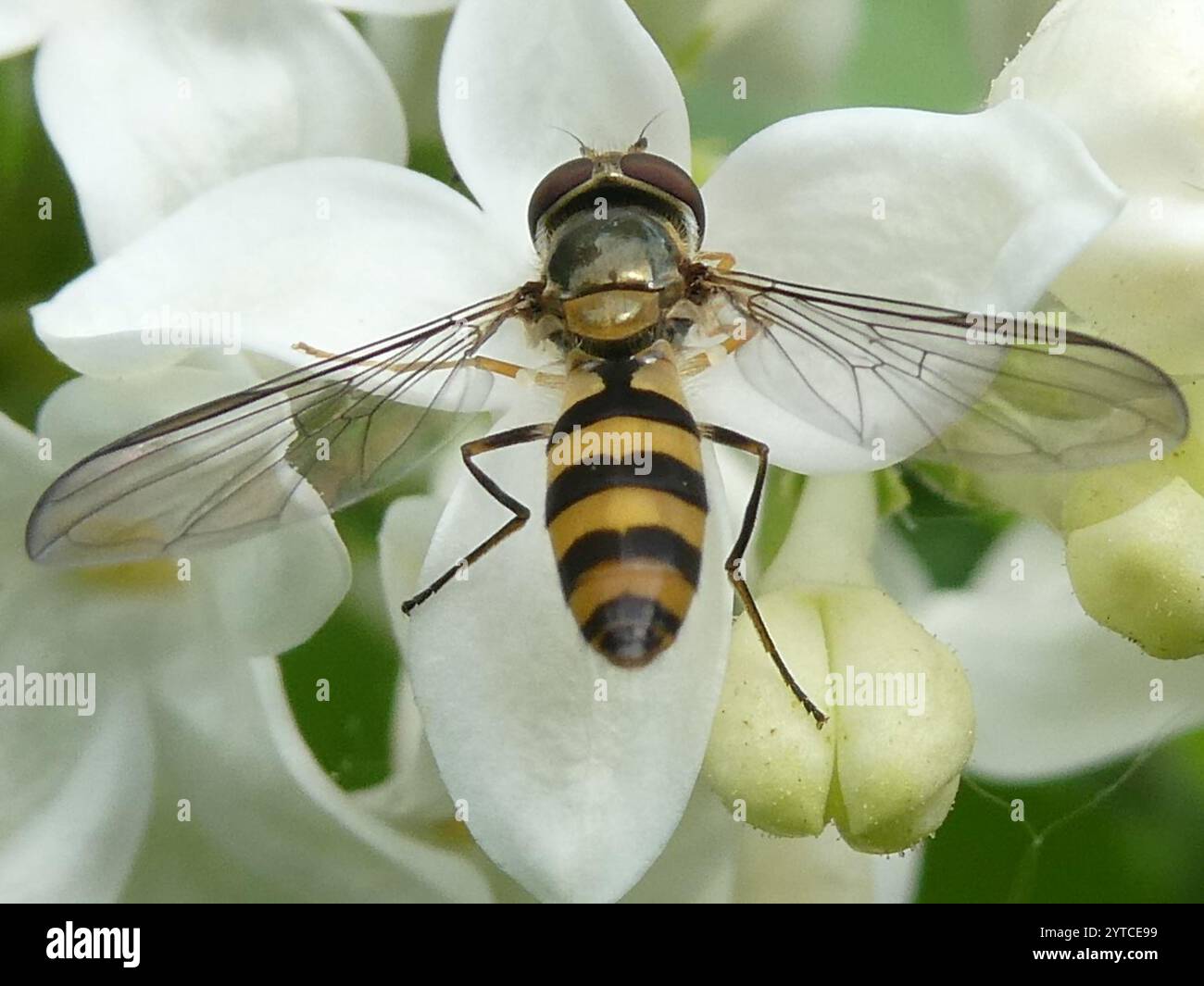 Meliscaeva hi-res stock photography and images - Alamy