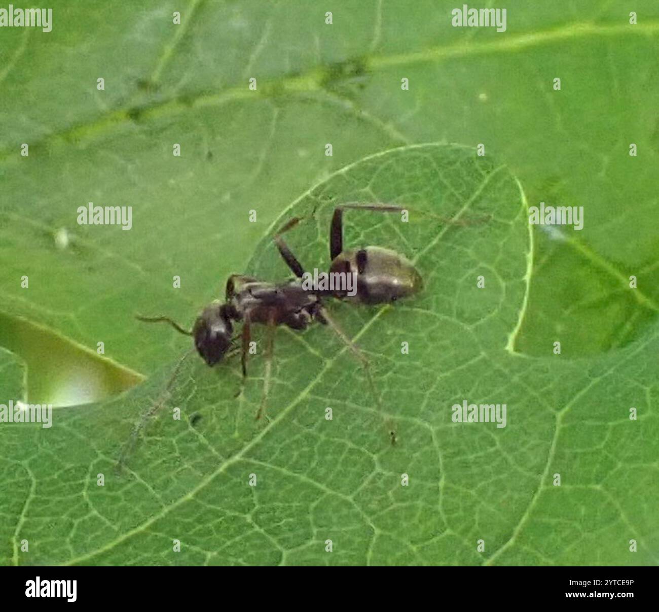 Formica fusca hi-res stock photography and images - Alamy