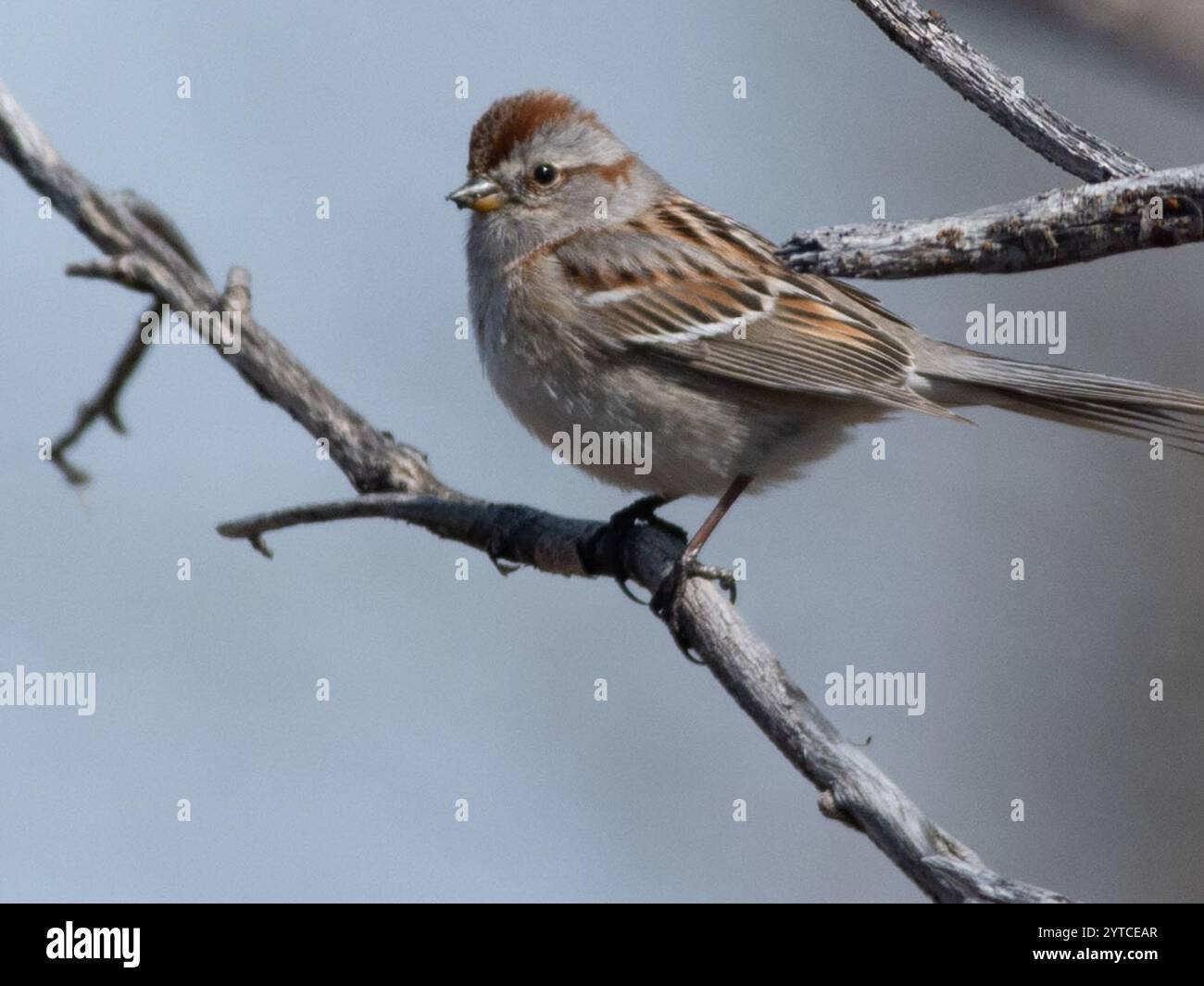 American Tree Sparrow (Spizelloides arborea Stock Photo - Alamy