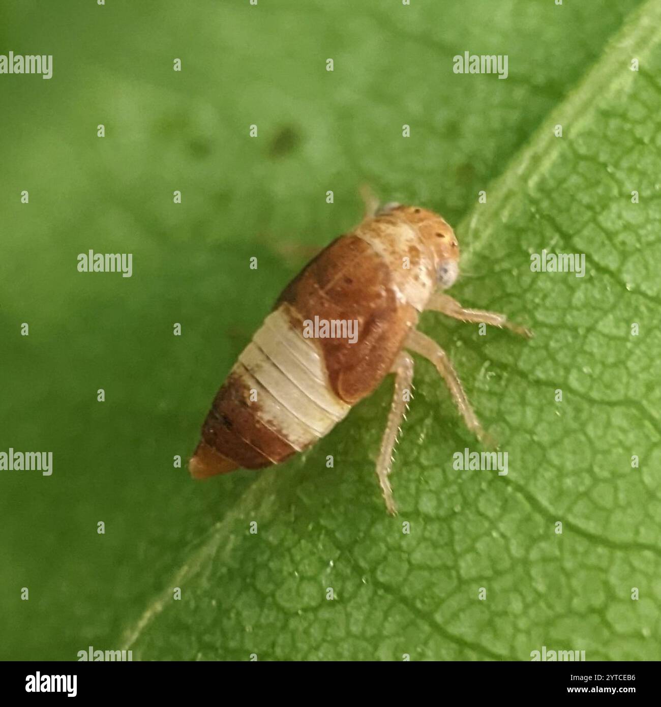 Typical Leafhoppers (Cicadellidae Stock Photo - Alamy