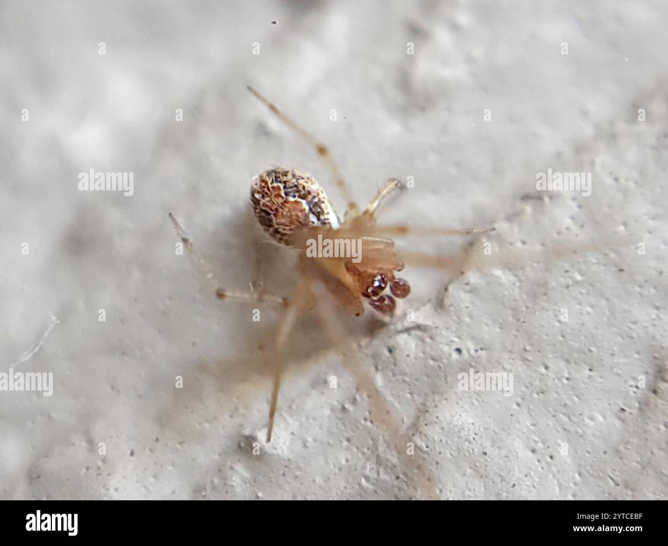 Comb-footed Spiders (Theridiidae Stock Photo - Alamy