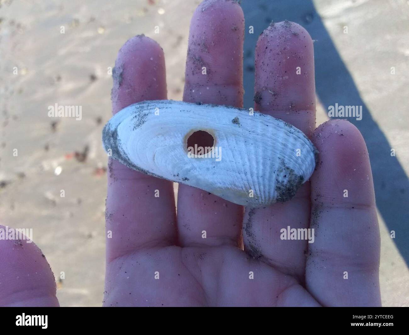 False Angelwing (Petricolaria pholadiformis Stock Photo - Alamy