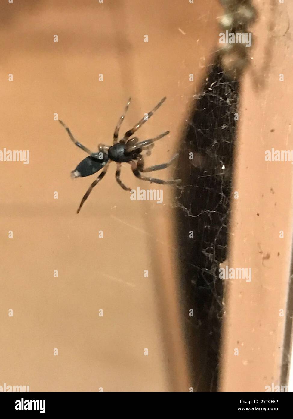 White-tailed Spiders (Lampona Stock Photo - Alamy