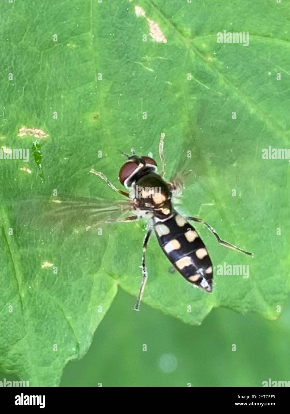 Variable Duskyface Fly (Melanostoma mellinum Stock Photo - Alamy