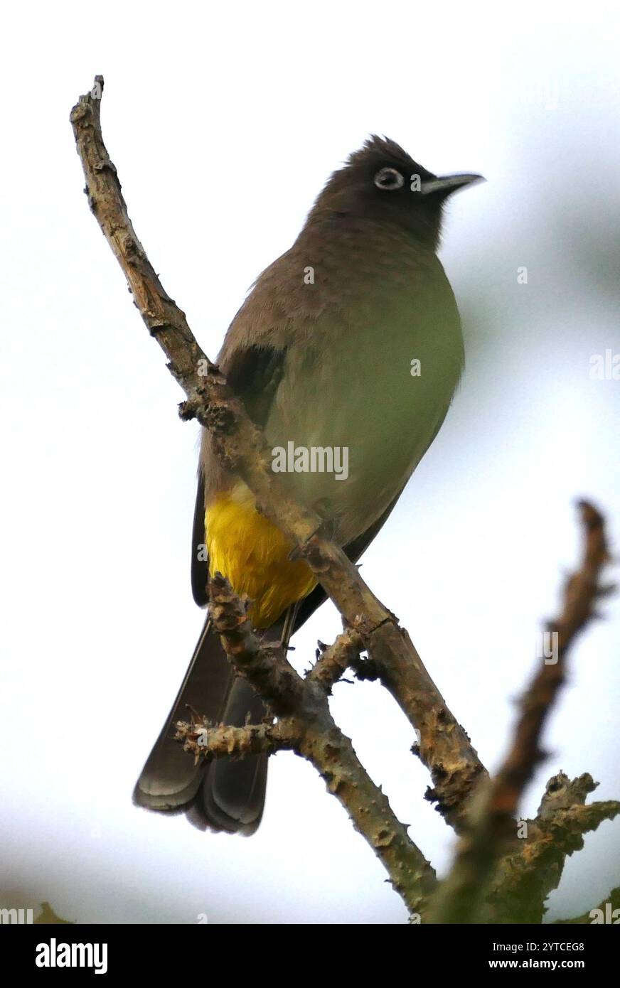 Cape Bulbul (Pycnonotus capensis Stock Photo - Alamy