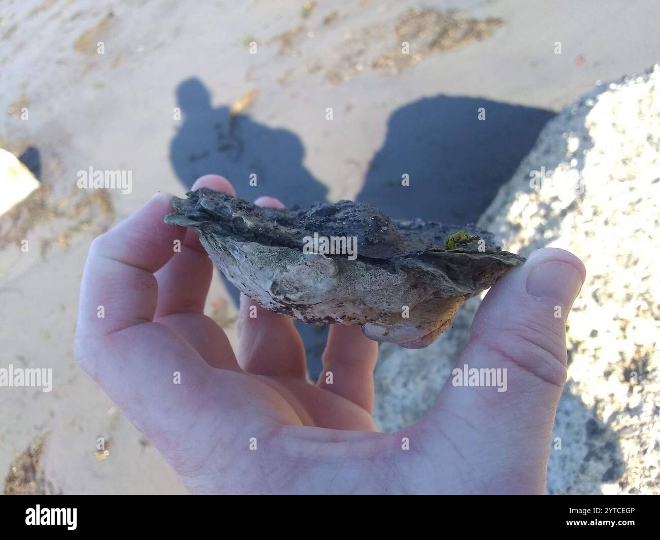 European Flat Oyster (Ostrea edulis Stock Photo - Alamy