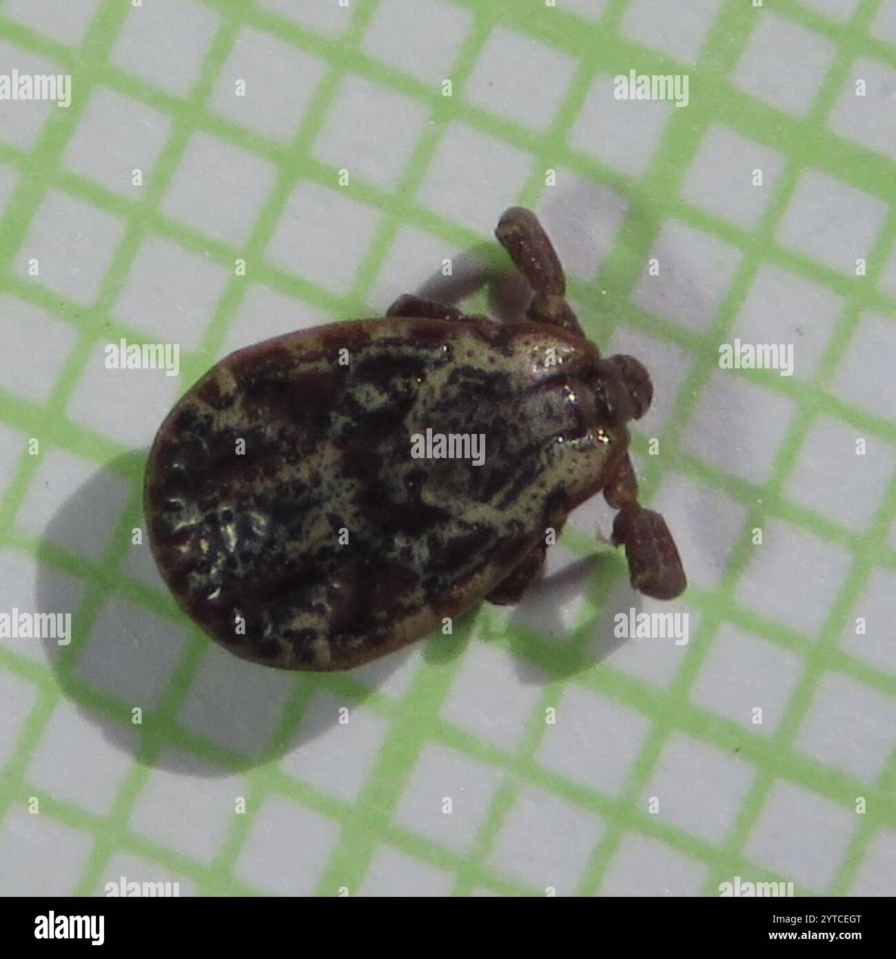 Rocky Mountain Wood Tick (Dermacentor andersoni Stock Photo - Alamy